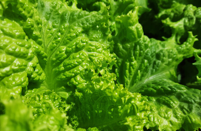 Wendys Removes Romaine Lettuce Used In Sandwiches As Cdc Investigates